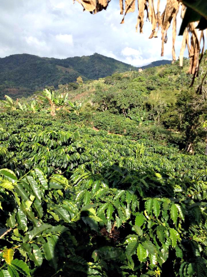 El Café Que Pruebas, La Gente Que Conoces / The Coffee You Taste, The ...
